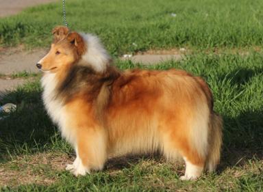 Cincerlee Shelties